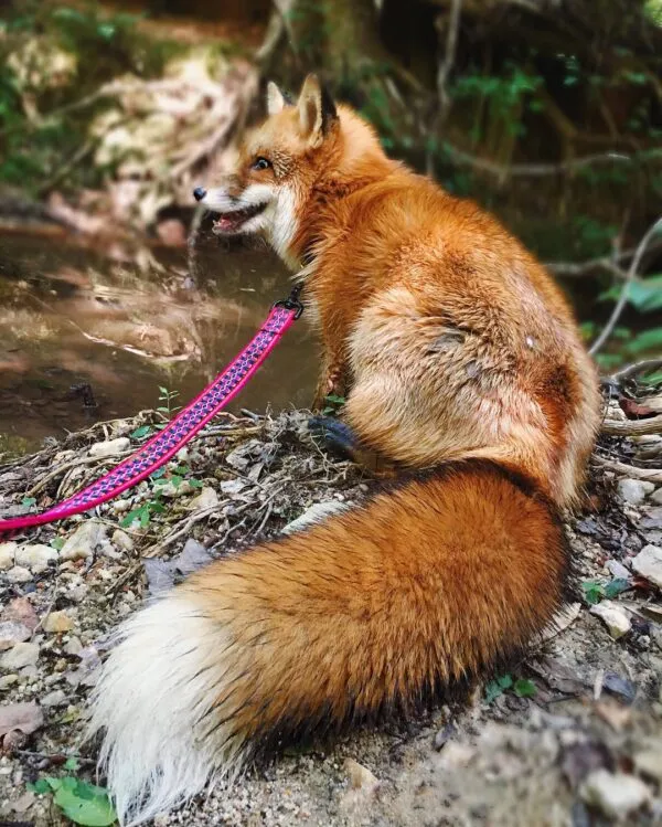 Juniper The Happiest Fox with 1.2 Million Followers - Celebrity Pets