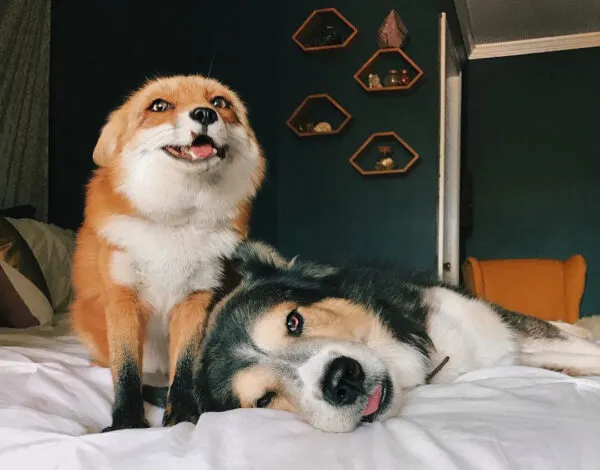 Juniper The Happiest Fox with 1.2 Million Followers - Celebrity Pets