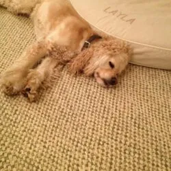 Oprah Winfrey Pets - Celebrity Pets