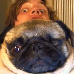 PewDiePie Pets - Celebrity Pets