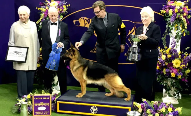 Westminster Kennel Club Dog Show Winners 2017 - Celebrity Pets