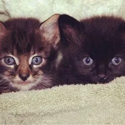 Robert Downey Jr. Pets - Celebrity Pets