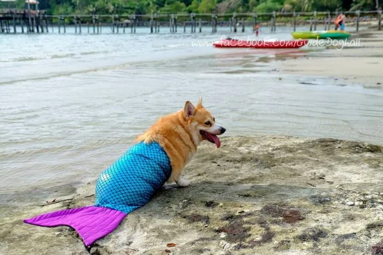 This Corgi Mermaid on a Thailand Beach is Pure #summerbod Goals ...