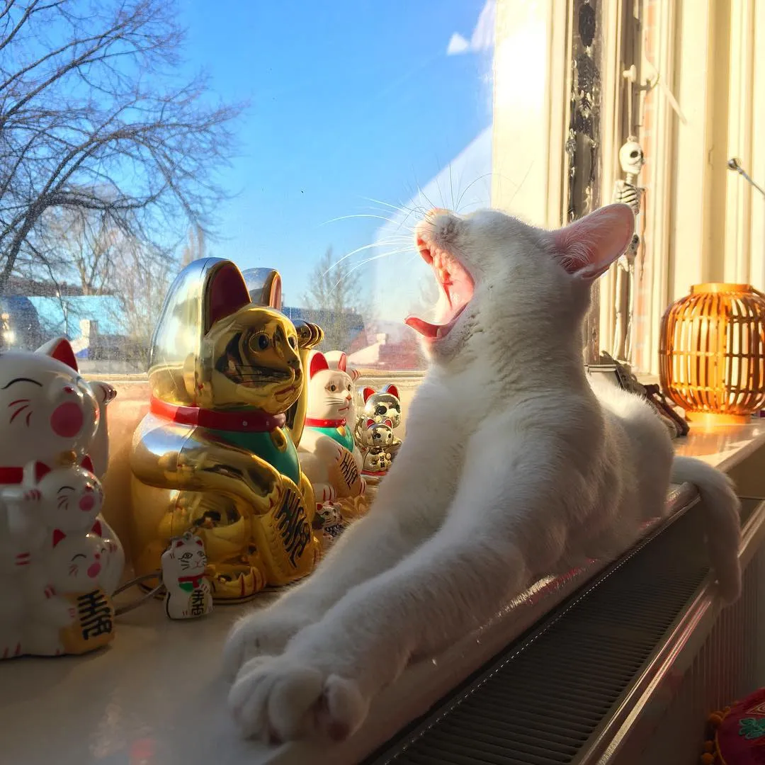 Zappa the Cat is the Furry Hypebeast You Need to Follow - Celebrity Pets