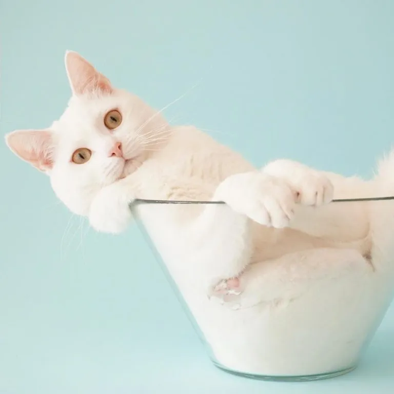 Zappa the Cat is the Furry Hypebeast You Need to Follow - Celebrity Pets