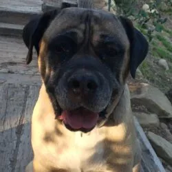 Joe Rogan Pets - Celebrity Pets