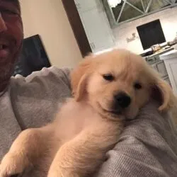 Joe Rogan Pets - Celebrity Pets