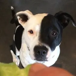 Jennifer Aniston Pets - Celebrity Pets