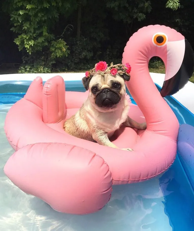 LouLou the Pug will steal your man - Celebrity Pets