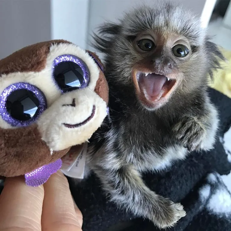 Finger monkeys Diddy & Yeti Kong were orphans, now best friends ...