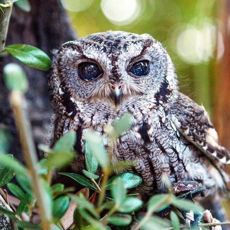 The story of Zeus: The blind owl with stars in his eyes - Celebrity Pets