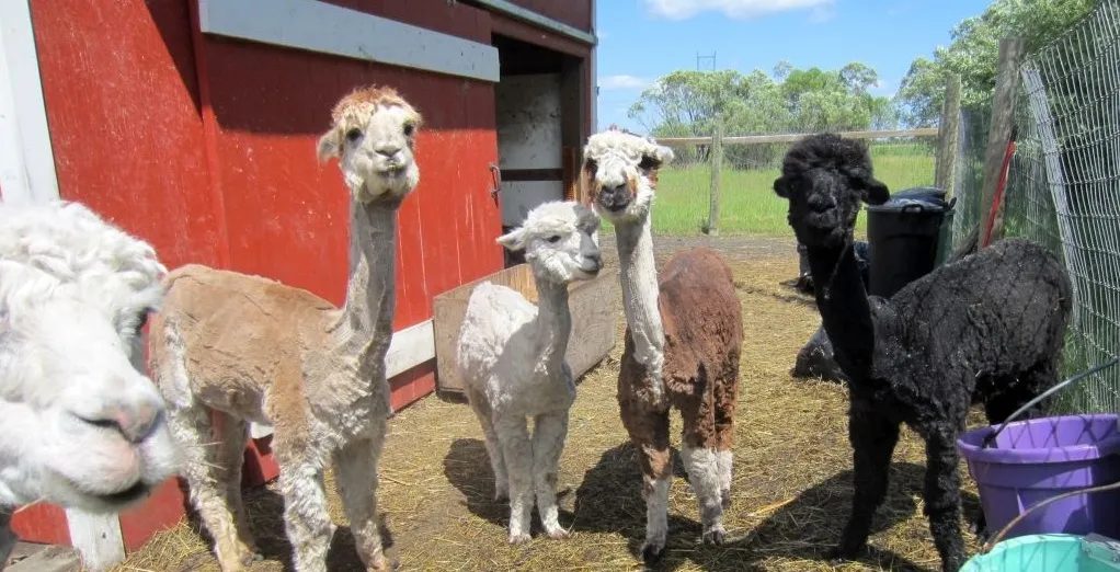 Forget goat yoga, alpaca dance is the hottest fitness trend by The 313 ...