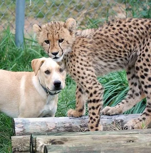 Kumbali and Kago of Metro Richmond Zoo, an adorable unlikely animal ...