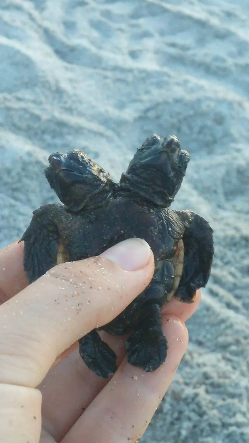 Rare two-headed turtle discovered in Florida - Celebrity Pets