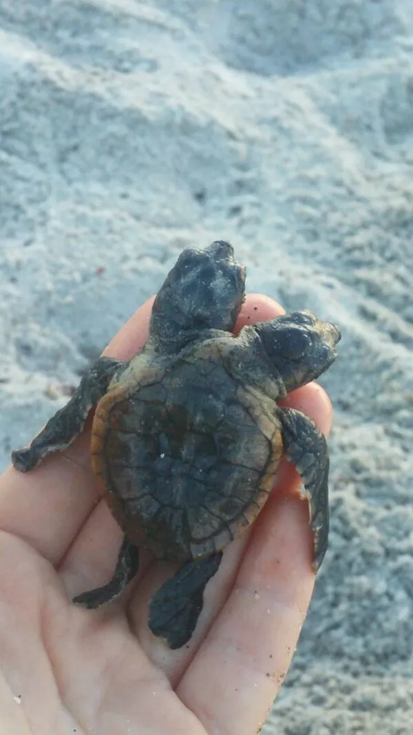 Rare two-headed turtle discovered in Florida - Celebrity Pets