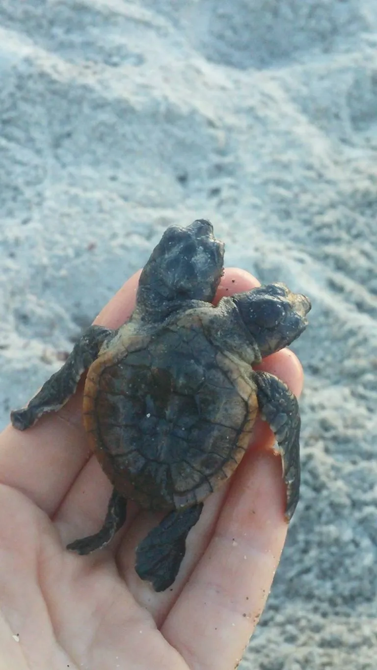 Rare two-headed turtle discovered in Florida - Celebrity Pets