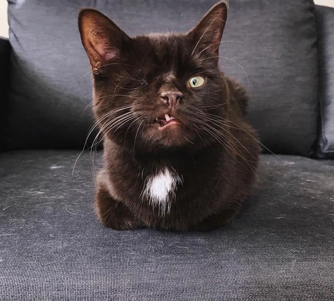 Meet Wesley the Dread Pirate Roberts, the swashbucklin’ sea cat ...