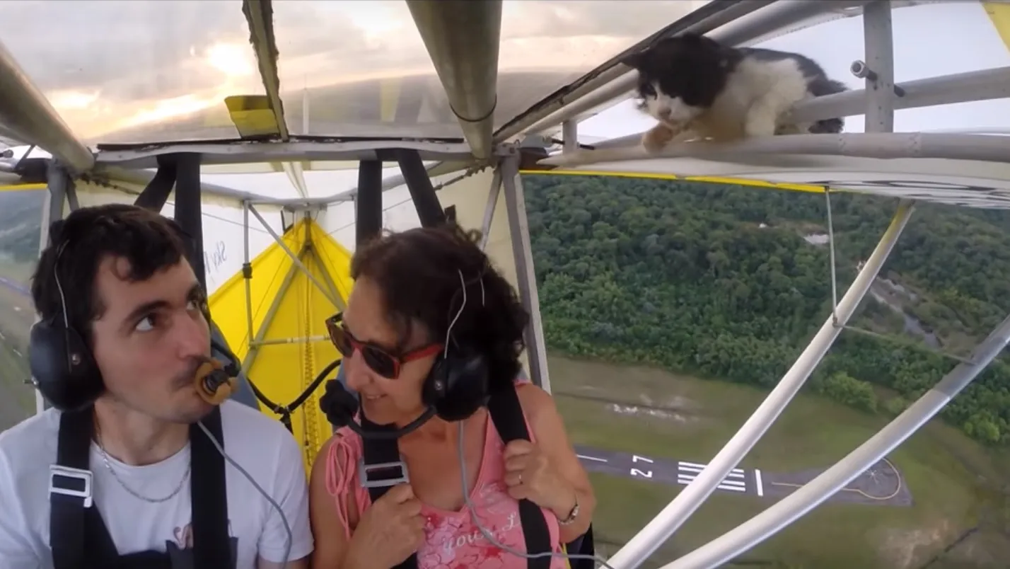 When cats fly: Furry stowaway takes an unexpected flight - Celebrity Pets