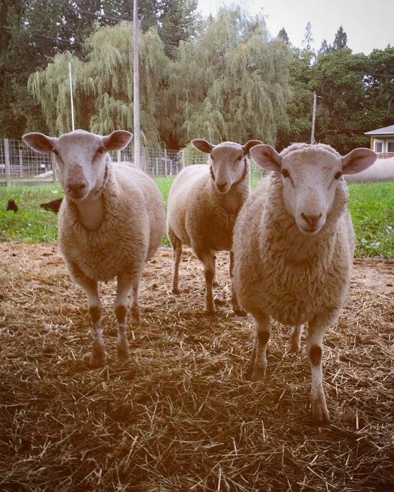 Piglets at Aldor Acres Family Farms twerk-off and shake their bacon ...