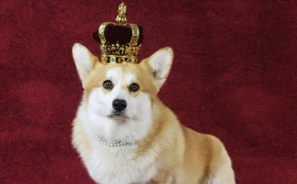 Corgi’s replace actors on The Crown and it’s - Celebrity Pets