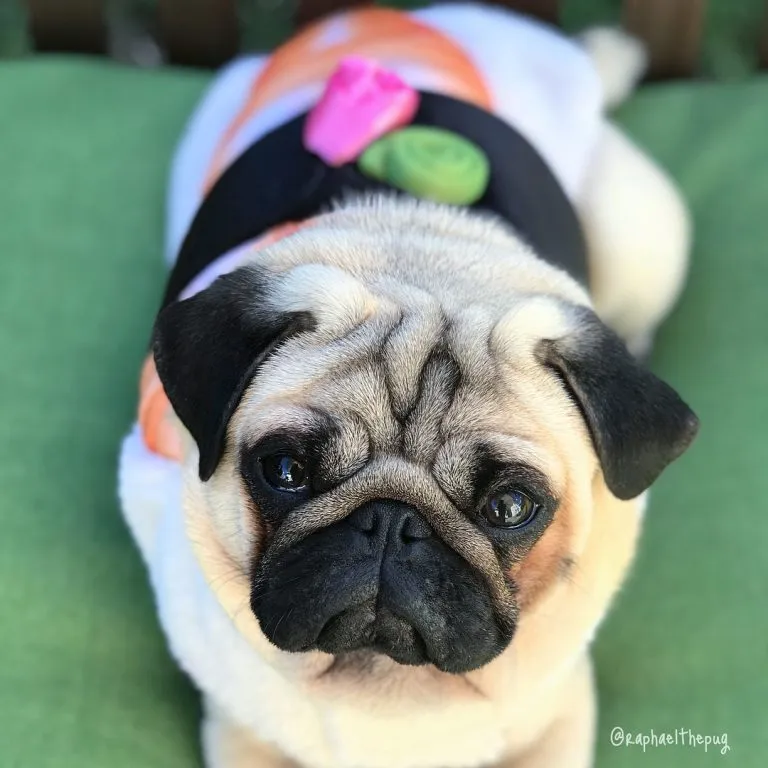 Poochi Sushi, for the cultured pup - Celebrity Pets