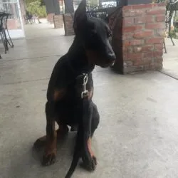 The Weeknd (Abel Tesfaye) Pets - Celebrity Pets