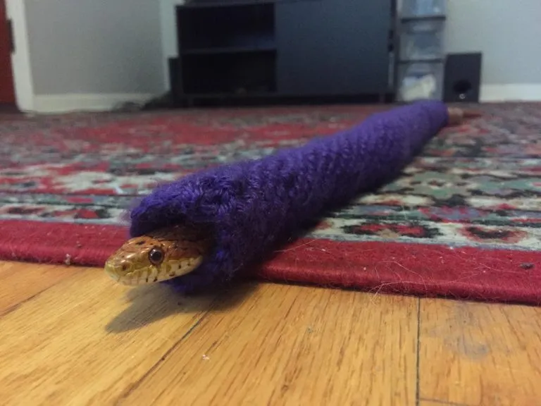 Spaghetti the Snake got a Christmas surprise and it’s the cutest ...