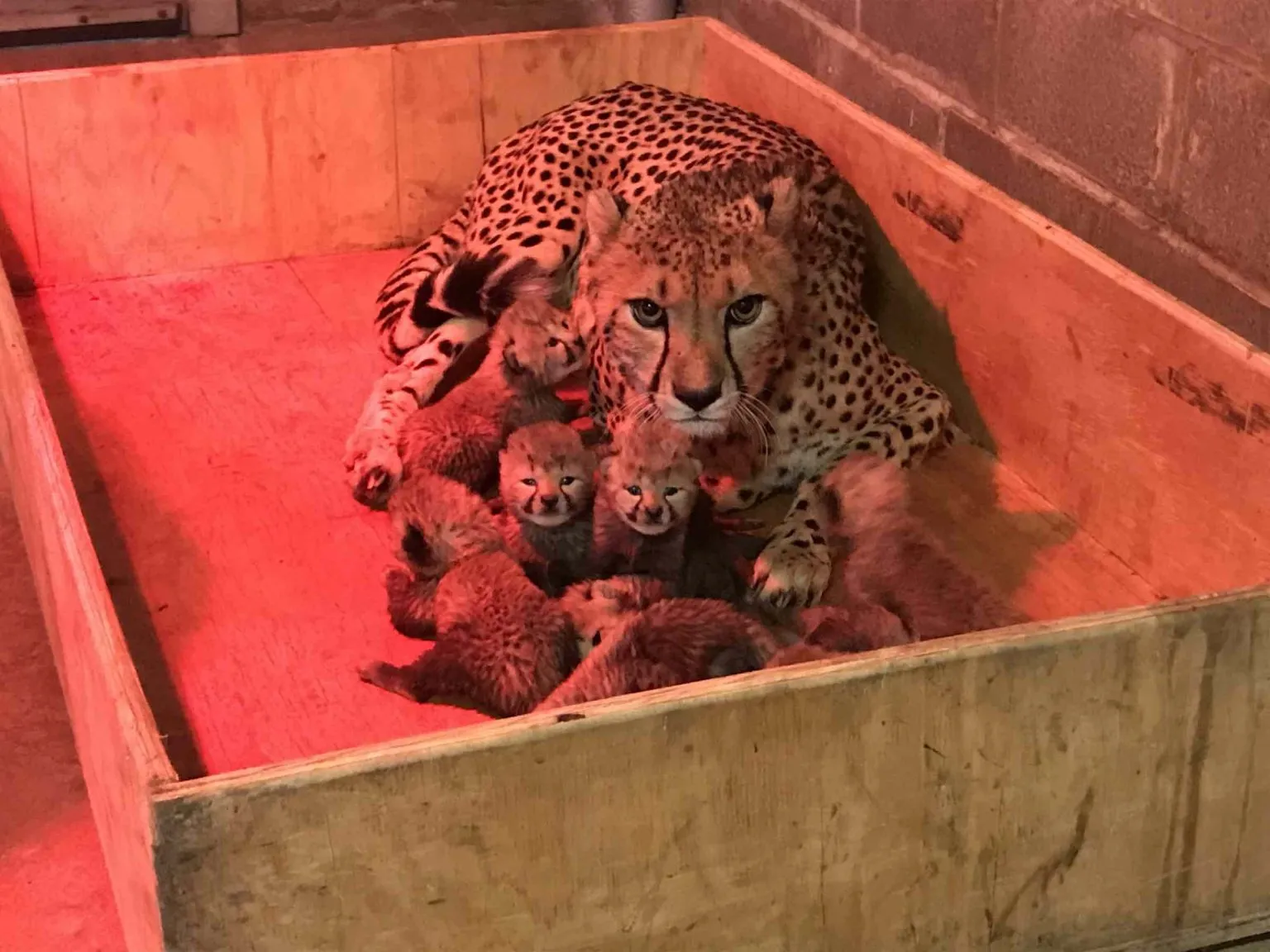 8 Cheetah Cubs Born to St Louis Zoo in Remarkable Birth - Celebrity Pets