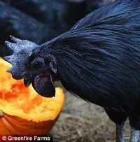 Ayam Cemani – Goth Chickens: Enchanted or going through a ‘phase ...