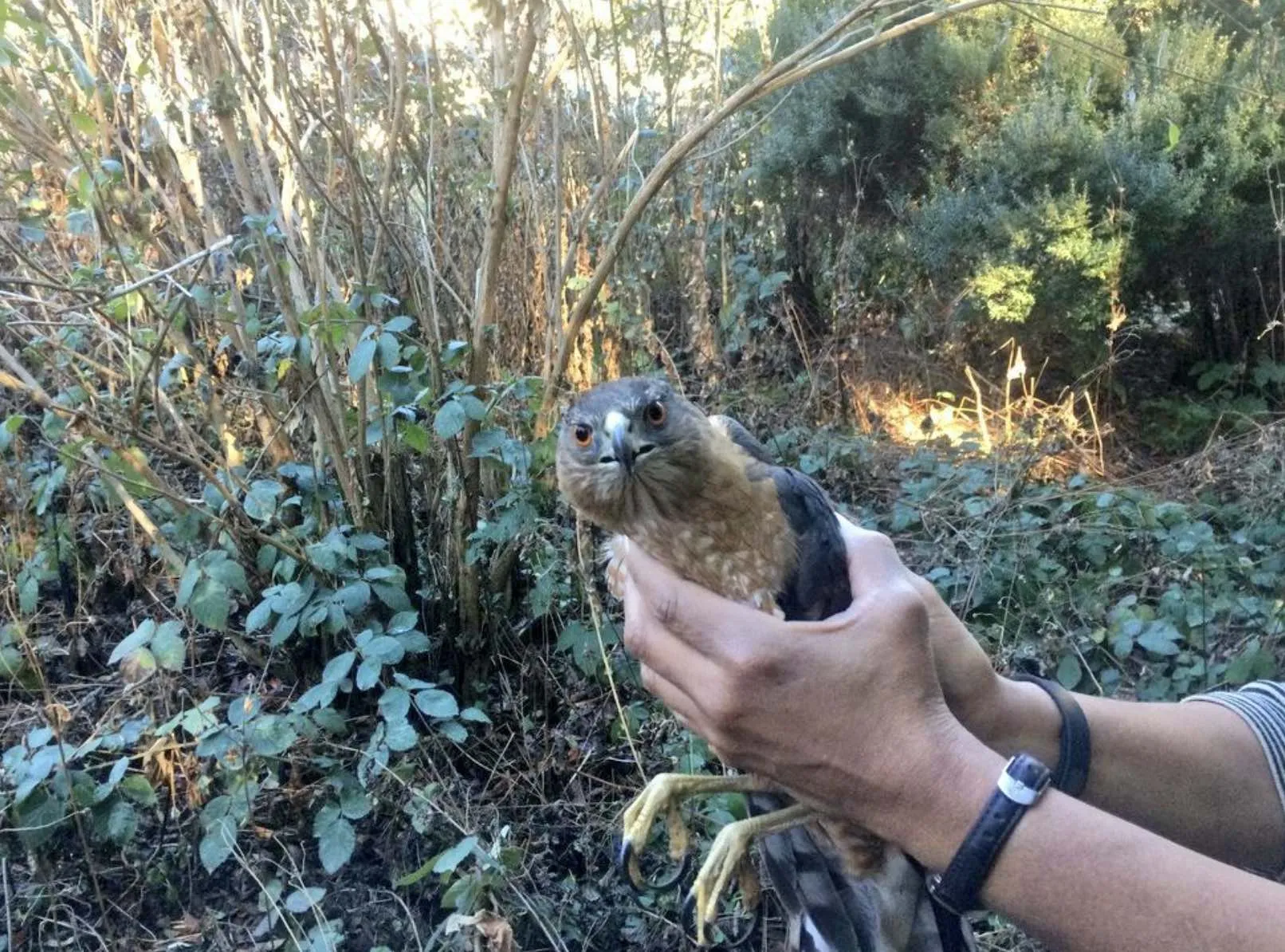 Well, This is Hawkward: Mom Catches Bird of Prey in Bare Hands ...