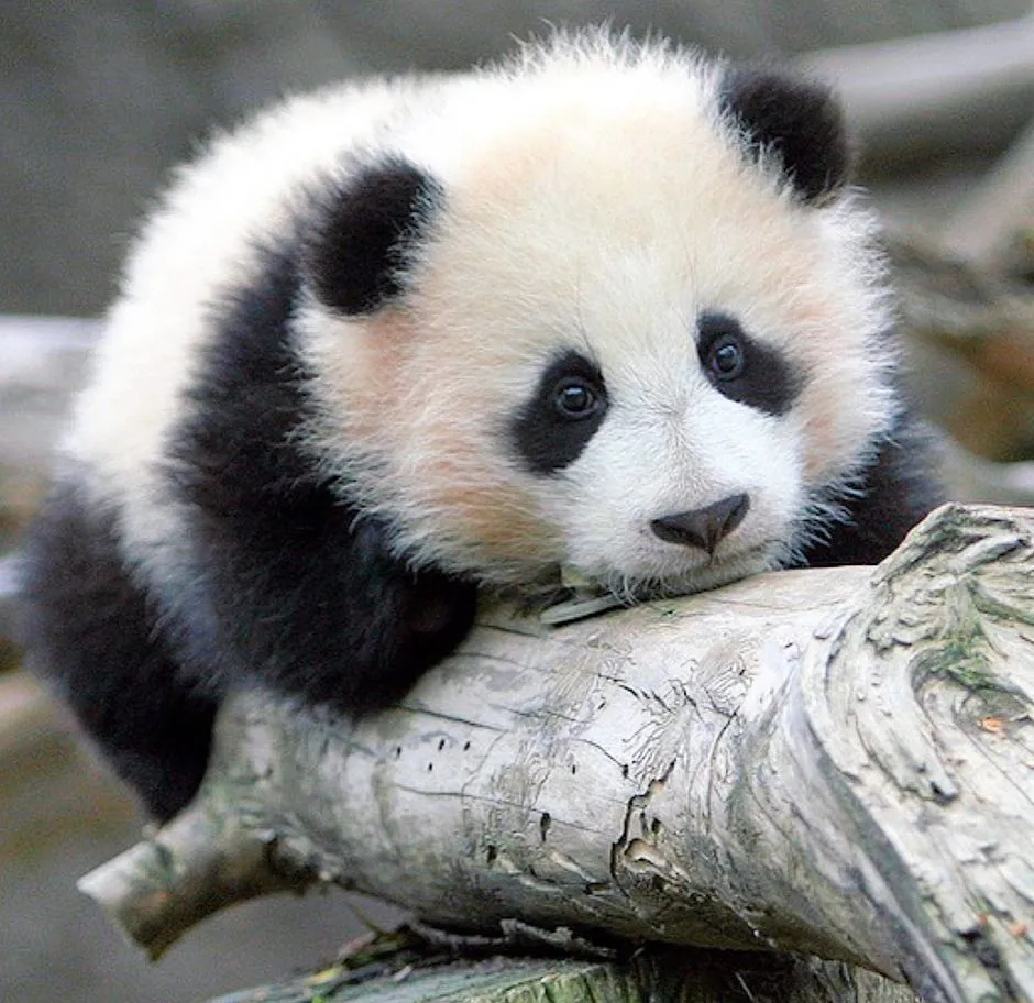In honour of Panda day, here’s a ton of cuddly videos - Celebrity Pets