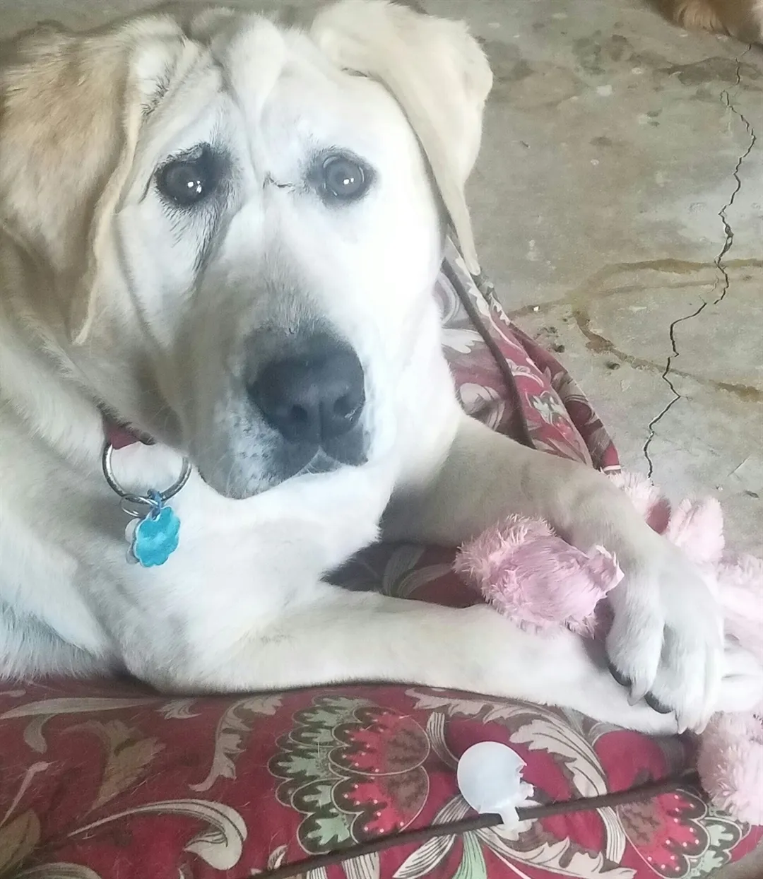 Beaux Tox The Yellow Lab Proves Beauty is Only Skin Deep - Celebrity Pets