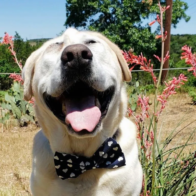 Beaux Tox The Yellow Lab Proves Beauty is Only Skin Deep - Celebrity Pets