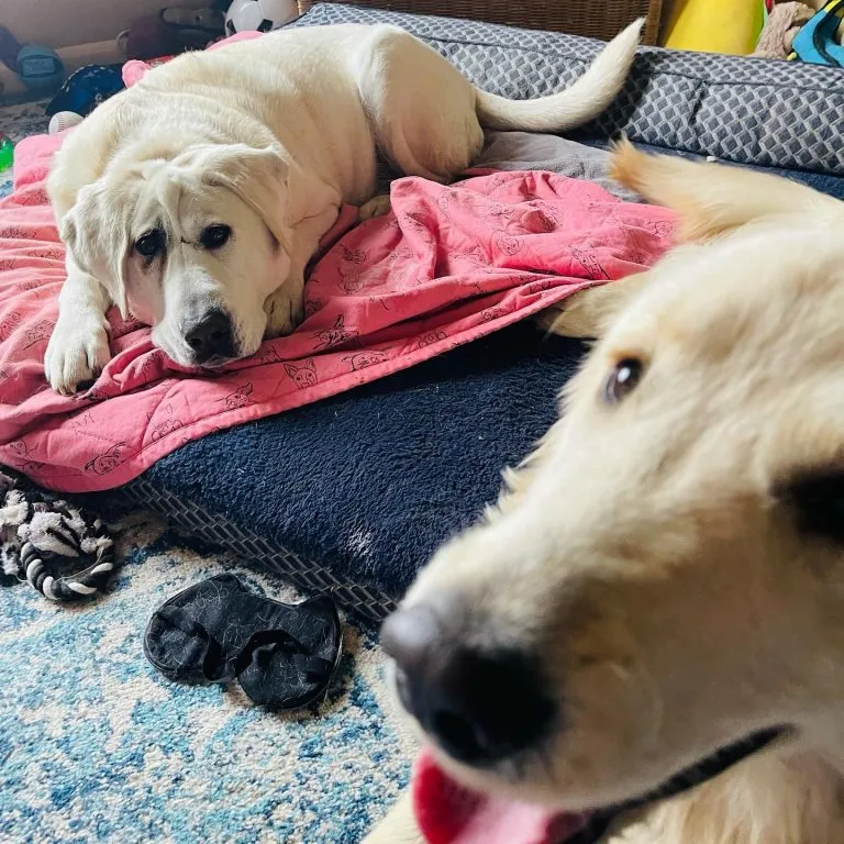 Beaux Tox The Yellow Lab Proves Beauty is Only Skin Deep - Celebrity Pets