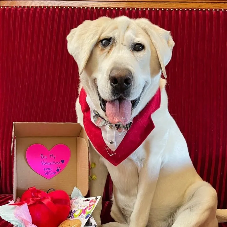 Beaux Tox The Yellow Lab Proves Beauty is Only Skin Deep - Celebrity Pets