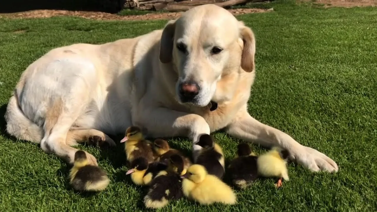 Dog Adopts Nine Duckling Orphans - Celebrity Pets
