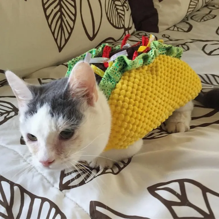 Meet Potato: The Blind Dwarf Munchkin Cat Who Was Rescued & Healed ...