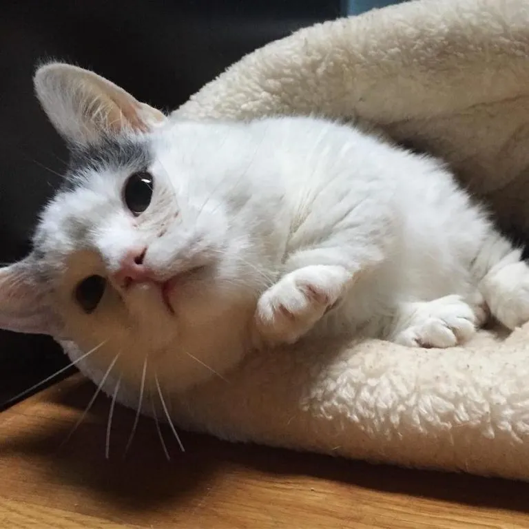 Meet Potato: The Blind Dwarf Munchkin Cat Who Was Rescued & Healed ...