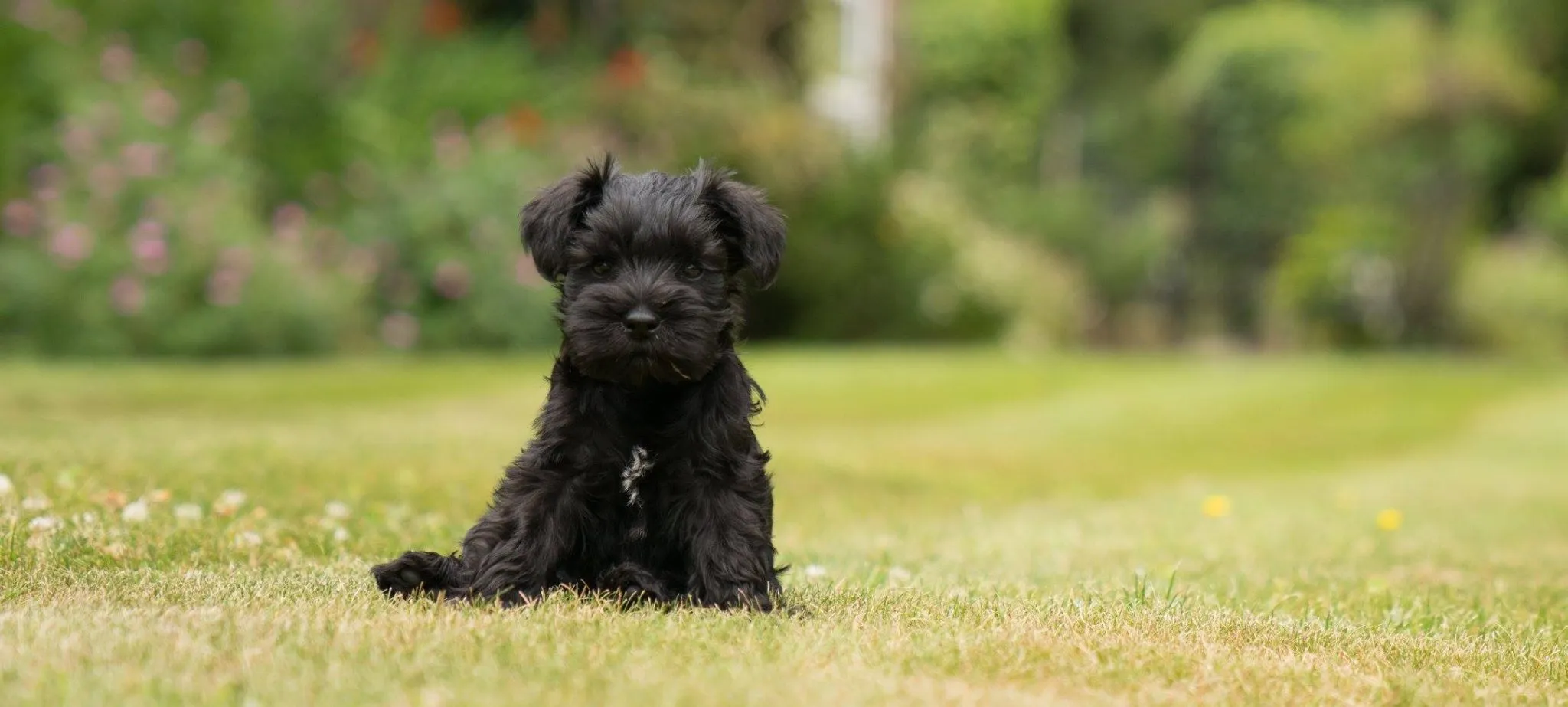 Dog Stolen By Amazon Delivery Driver, Desperate Owner Contacts Jeff ...
