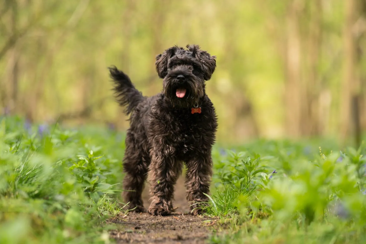 Dog Stolen By Amazon Delivery Driver, Desperate Owner Contacts Jeff ...