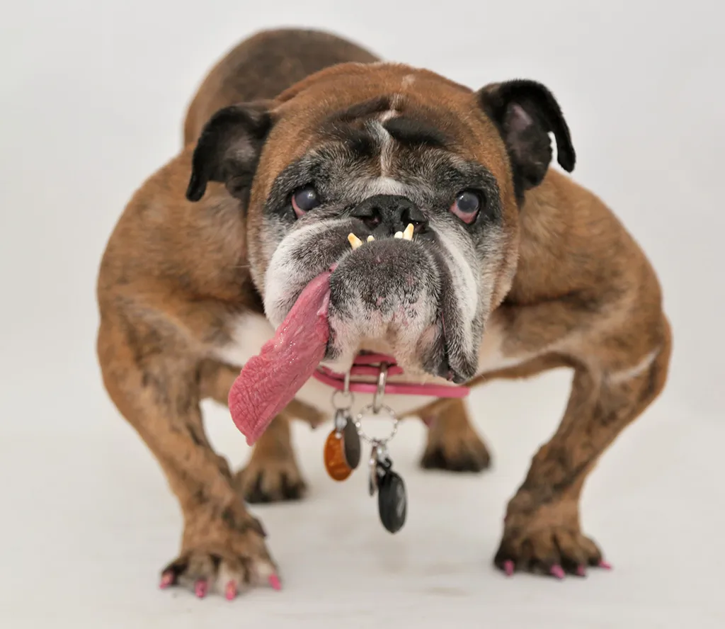 Meet the winner of the 2018 Ugliest Dog Contest - Celebrity Pets
