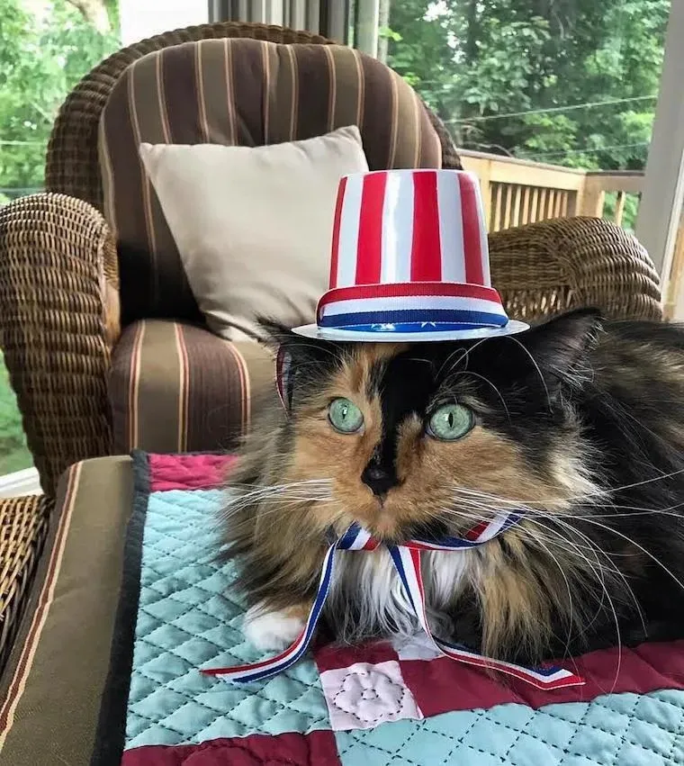 Michigan Town Elects Cat As Mayor - Celebrity Pets