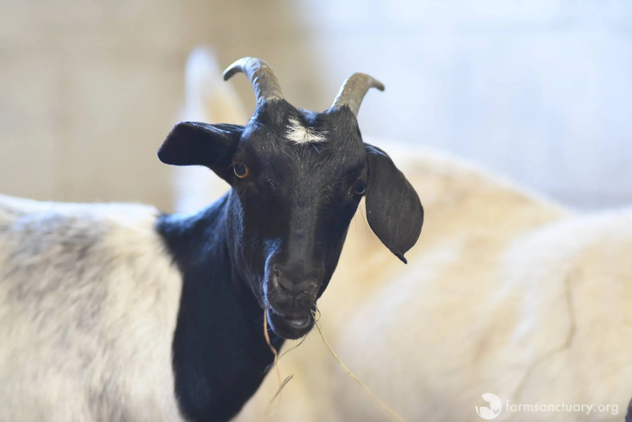 Jon Stewart Saves Baby Goats Trapped on New York Subway Line ...