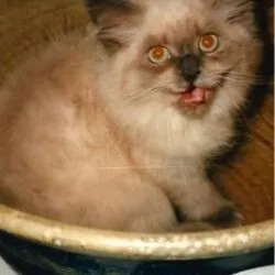 Martha Stewart Pets - Celebrity Pets