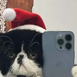 Bella Poarch Pets - Celebrity Pets