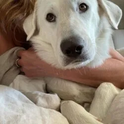 Jennifer Aniston Pets - Celebrity Pets