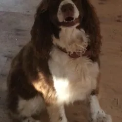 Tucker Carlson Pets - Celebrity Pets