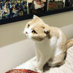 Ed Sheeran Pets - Celebrity Pets