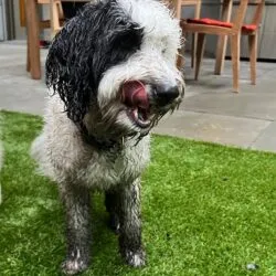 Jeff Bezos Pets - Celebrity Pets