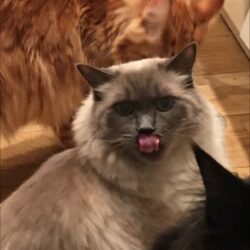 John Cleese Pets - Celebrity Pets